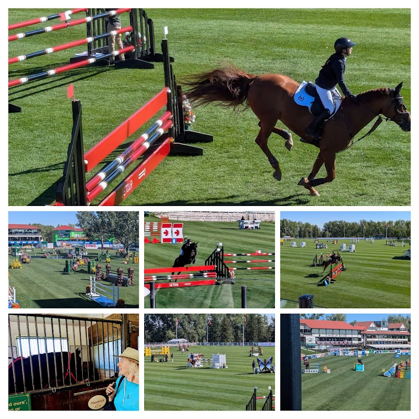 Spruce Meadows Horses – Inga Nelson Writes